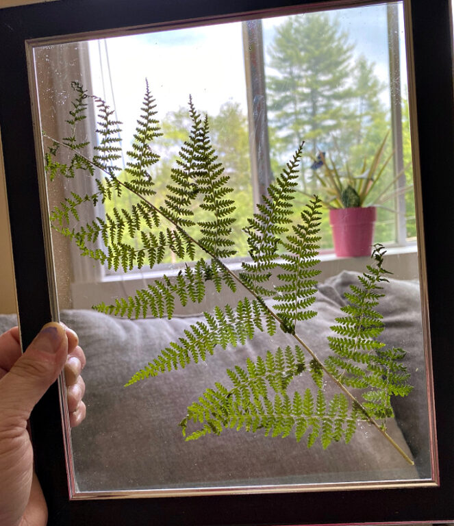Learn How To Make Super Cool DIY Pressed Fern Wall Art
