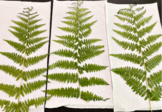 Learn How To Make Super Cool DIY Pressed Fern Wall Art