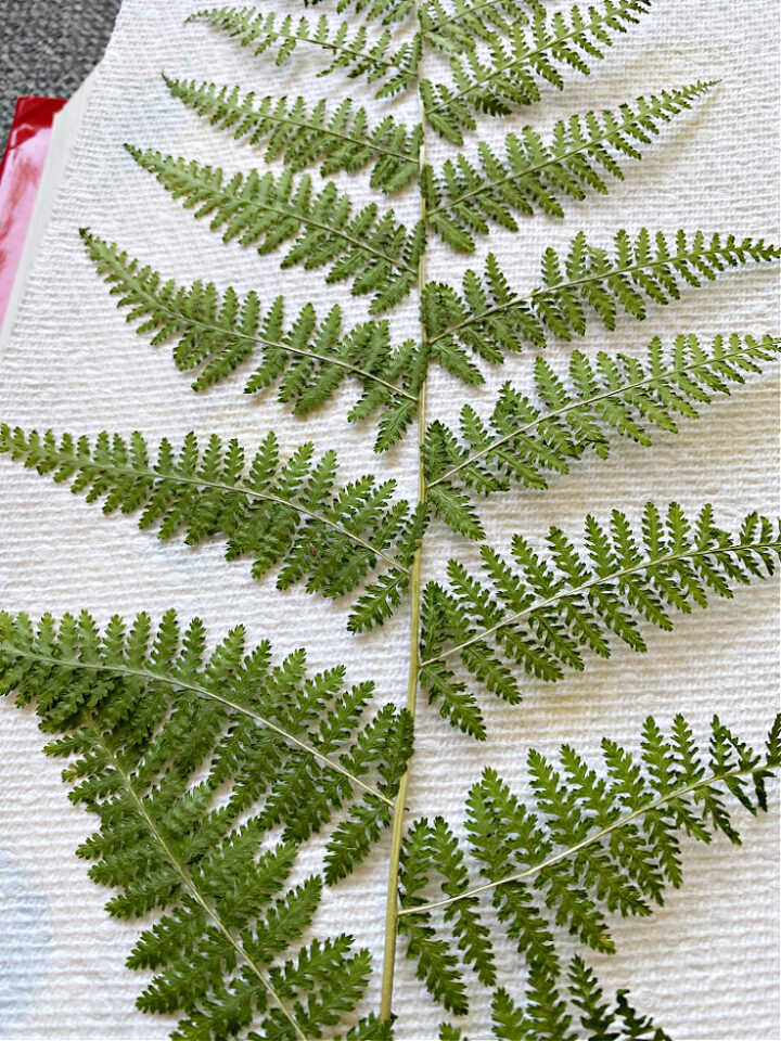 Learn How To Make Super Cool DIY Pressed Fern Wall Art
