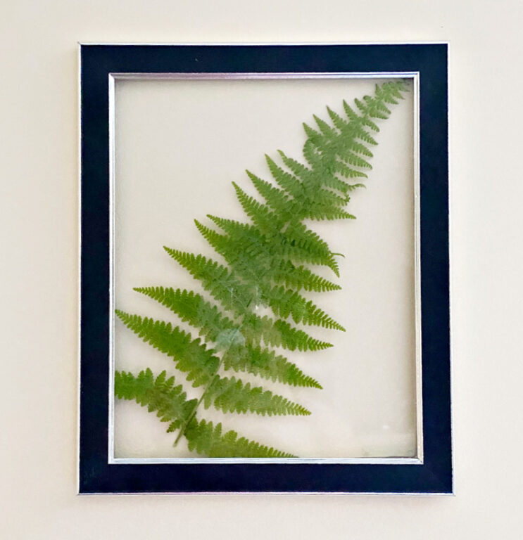 Learn How To Make Super Cool DIY Pressed Fern Wall Art