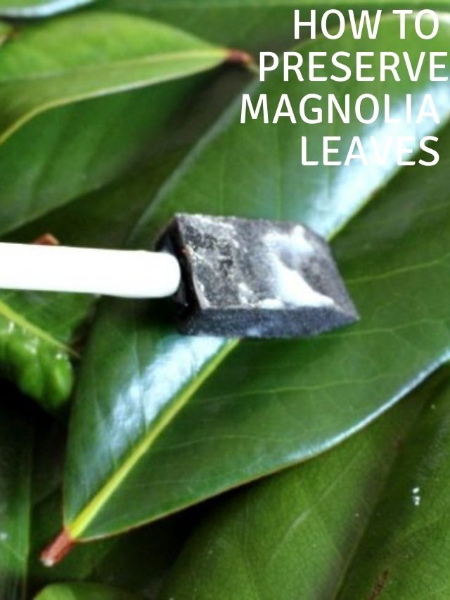 How To Preserve Magnolia Leaves Our Crafty Mom How To Preserve Magnolia Leaves Our Crafty Mom